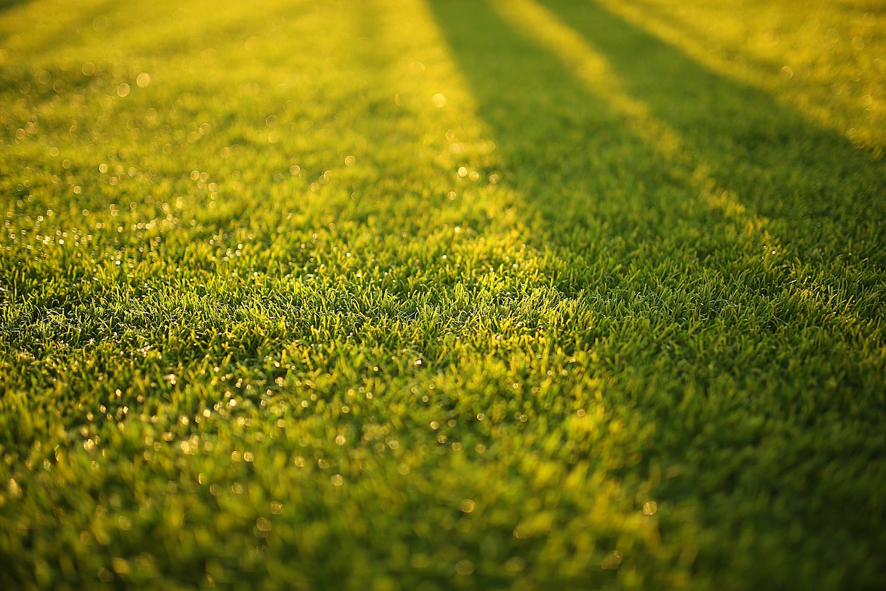 Bereidbaar gras voor je Tuin en Oprit | Natuur in de Tuin